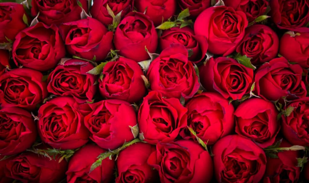 What is a Rose Party: Explore More